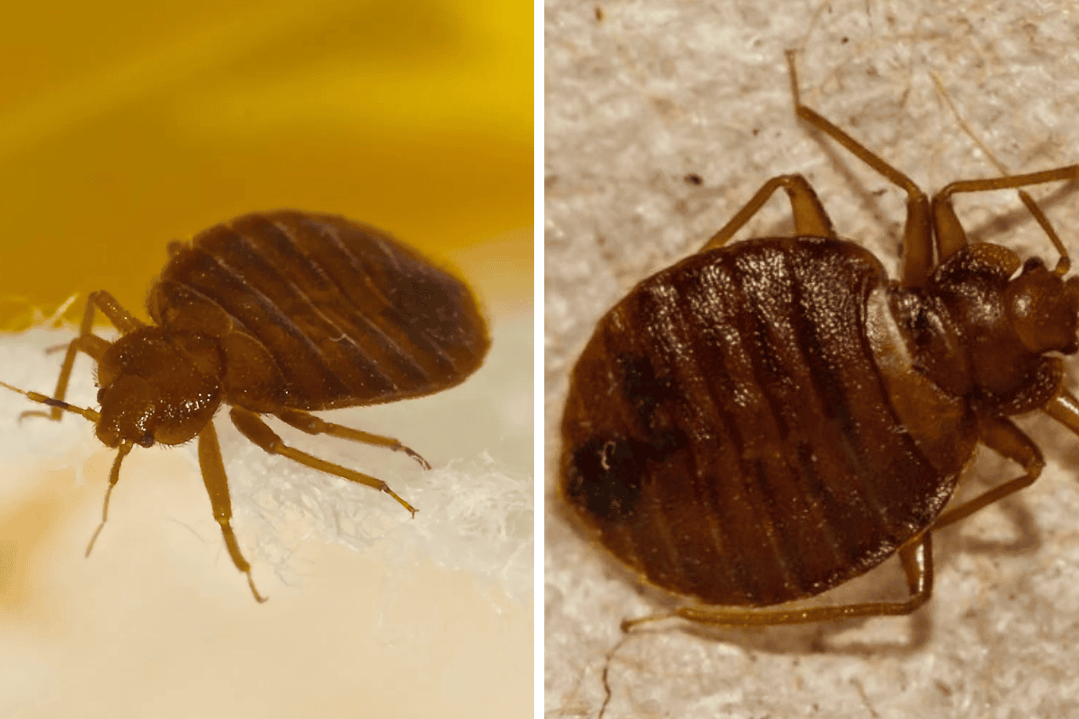 Insect Invasion: 5 Kentucky Cities Combatting Bed Bug Onslaught - Rebel ...